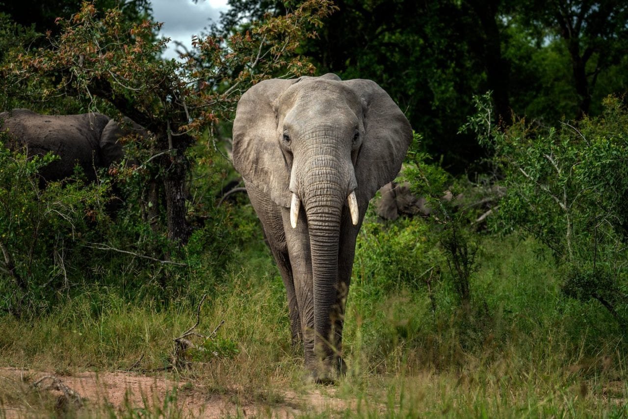 Parque Nacional Kruger: elefantes atropelam caçadores furtivos até a ...